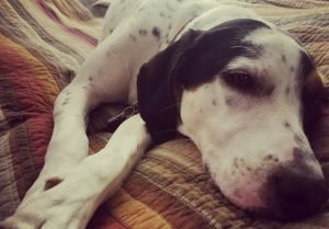 34 Bizarre Beagle Mixes - Find the Best Beagle Mix