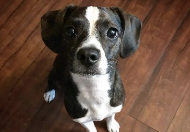 34 Bizarre Beagle Mixes - Find the Best Beagle Mix