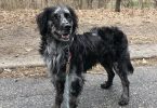 50 Poodle Mixes That'll Melt Your Heart (Poodle Mix Guide)