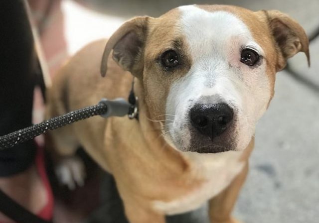 34 Cutest Corgi Mixes That'll Melt Your Heart