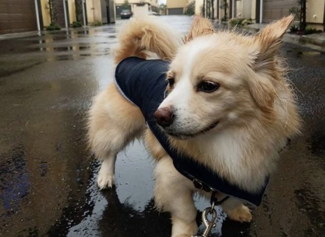 34 Cutest Corgi Mixes That'll Melt Your Heart