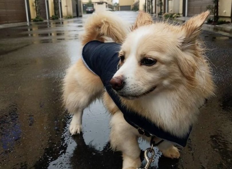 34 Cutest Corgi Mixes That'll Melt Your Heart