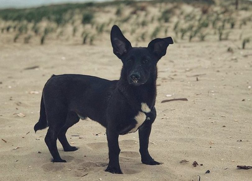 34 Cutest Corgi Mixes That'll Melt Your Heart