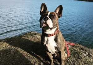 34 Terrific Terrier Mixes You've Never Seen