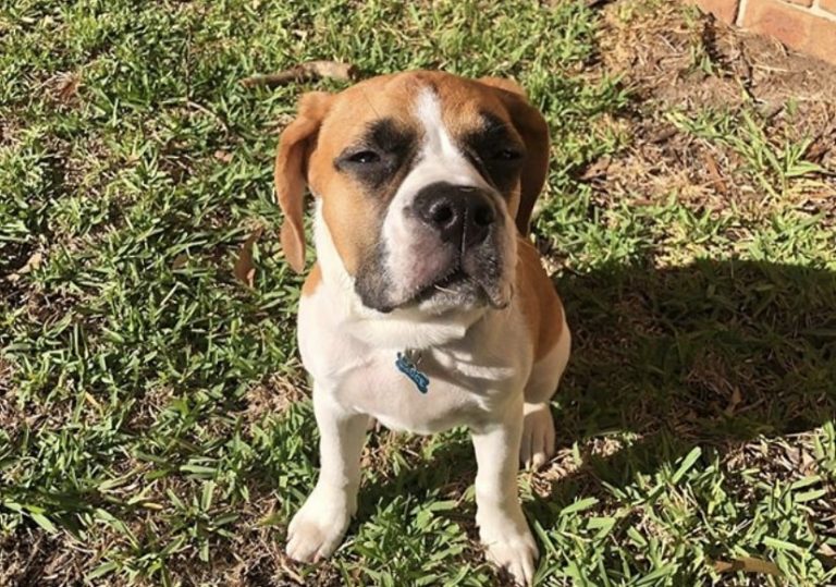 34 Bizarre Beagle Mixes - Find the Best Beagle Mix