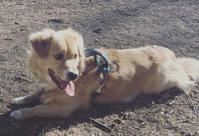 34 Cutest Corgi Mixes That'll Melt Your Heart