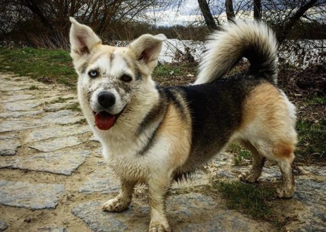 34 Cutest Corgi Mixes That'll Melt Your Heart