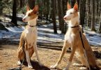 15 Native Spanish Dog Breeds (Most Popular Spanish Dogs)