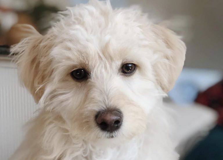 50 Poodle Mixes That'll Melt Your Heart (Poodle Mix Guide)