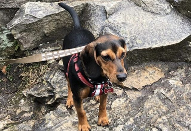 34 Bizarre Beagle Mixes - Find the Best Beagle Mix