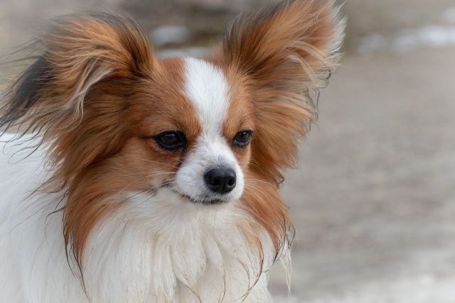 15 Native Spanish Dog Breeds (Most Popular Spanish Dogs)