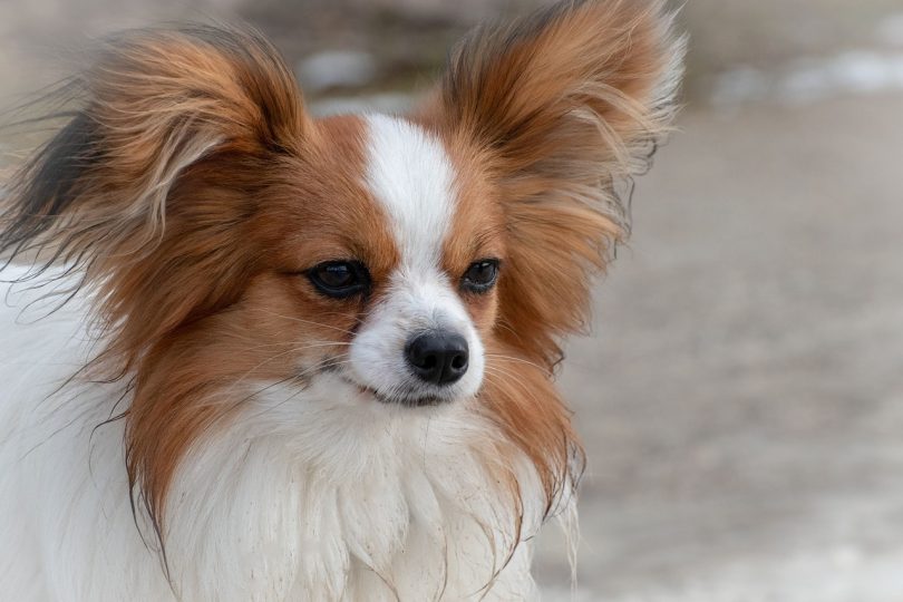15 Native Spanish Dog Breeds (Most Popular Spanish Dogs)