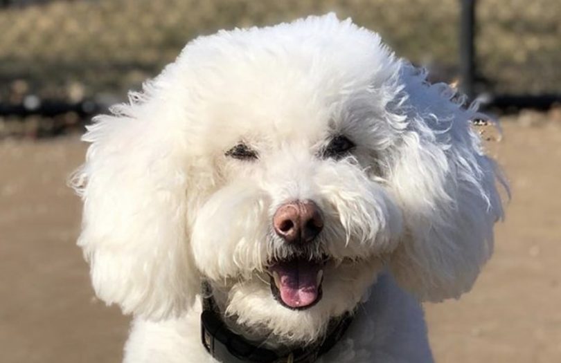 50 Poodle Mixes That'll Melt Your Heart (Poodle Mix Guide)