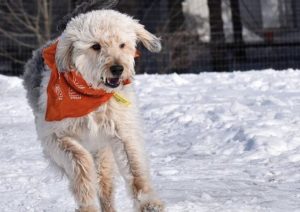 34 Bizarre Beagle Mixes - Find the Best Beagle Mix