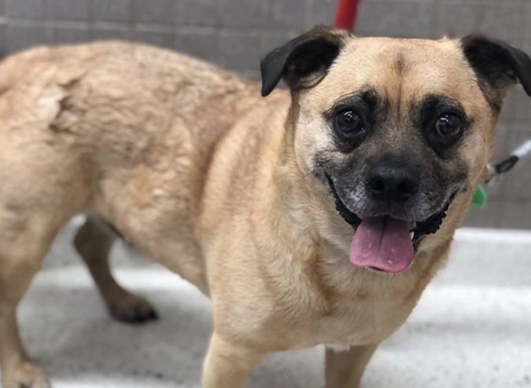 34 Cutest Corgi Mixes That'll Melt Your Heart