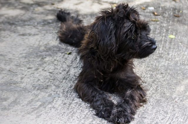 34 Terrific Terrier Mixes You've Never Seen