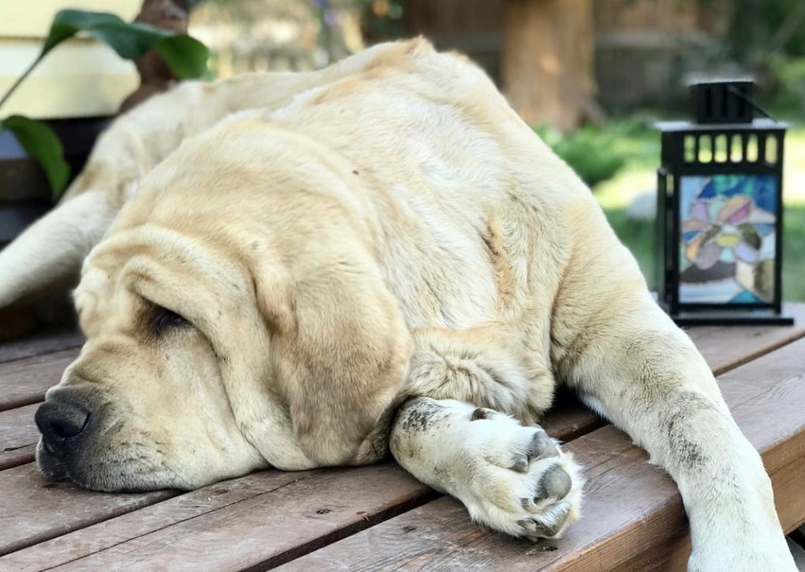 15 Native Spanish Dog Breeds (Most Popular Spanish Dogs)