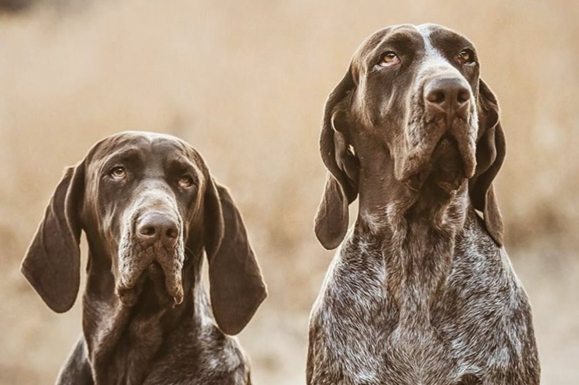 15 Native Spanish Dog Breeds (Most Popular Spanish Dogs)