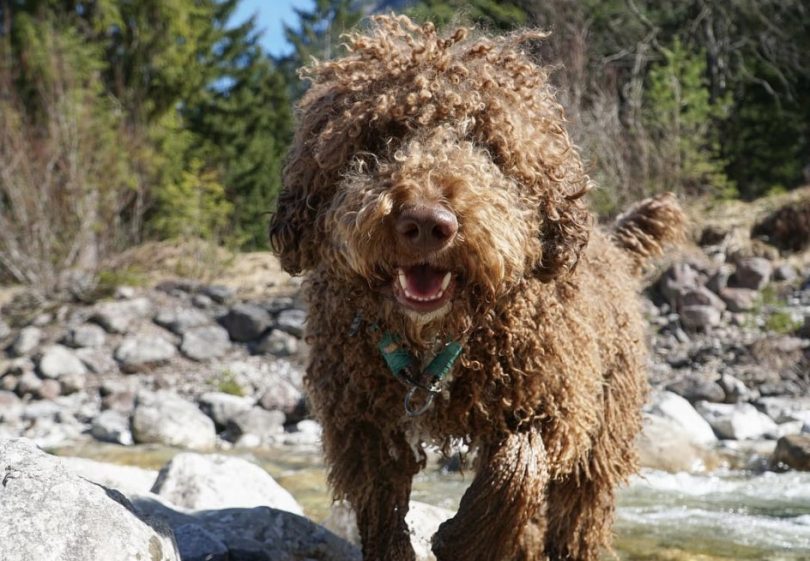 15 Native Spanish Dog Breeds (Most Popular Spanish Dogs)