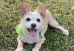 34 Classic Chihuahua Mixes: The Best Chi Hybrids
