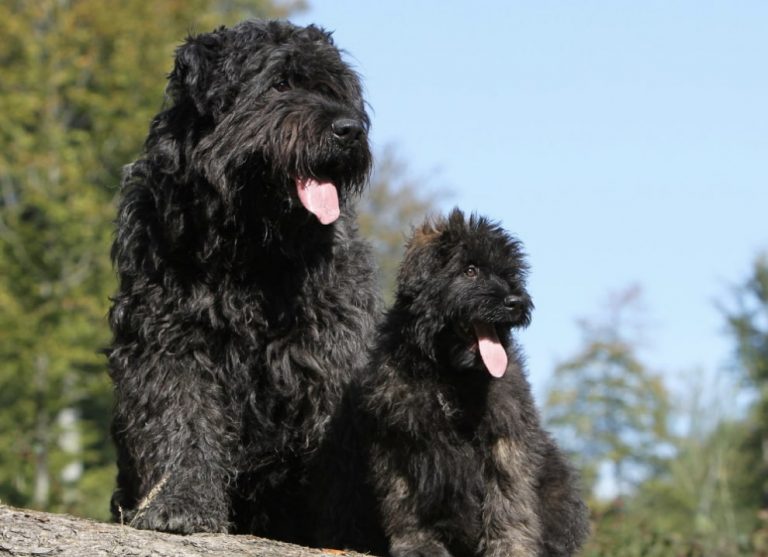 19 Brave Police Dog Breeds (Law Enforcement Dogs)