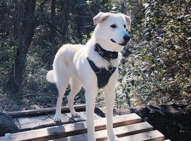 32 Most Handsome Husky Mixes - Find Your Husky Hybrid