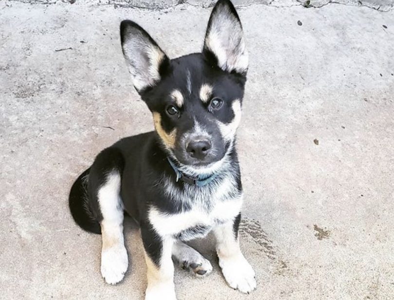 32 Most Handsome Husky Mixes - Find Your Husky Hybrid