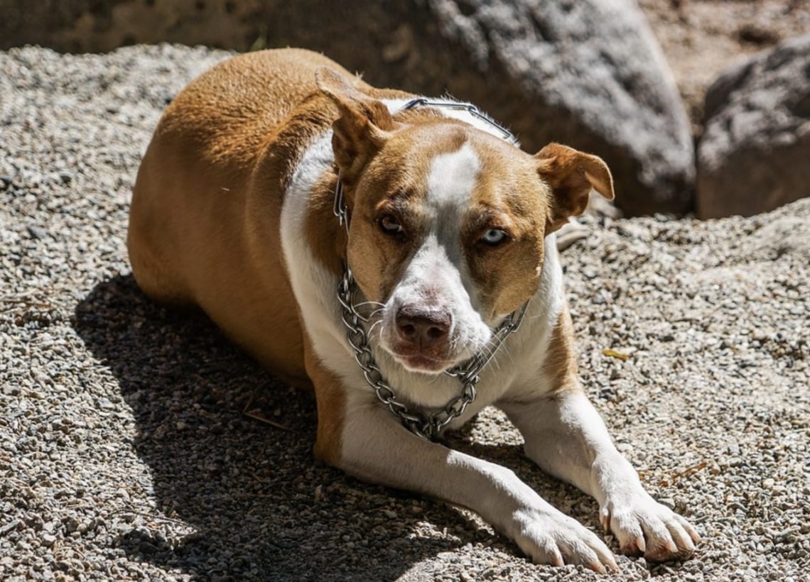 15 Beautiful Blue-Eyed Dog Breed (With Pictures!)
