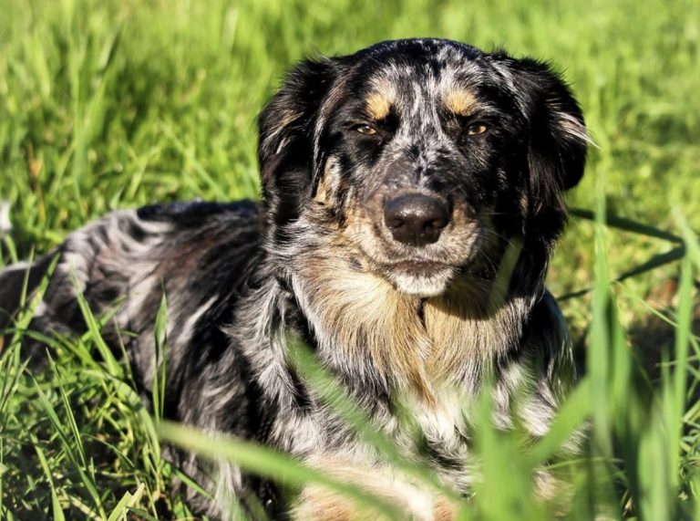 14 Australian Shepherd Colors - Coats, Markings & Pictures