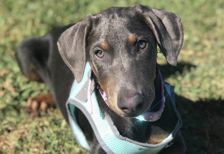 9 Doberman Pinscher Colors: Coats, Markings & Pictures