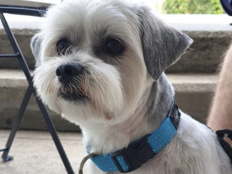 30 Special Shih Tzu Mixes - The Shih Tzu Mix Guide