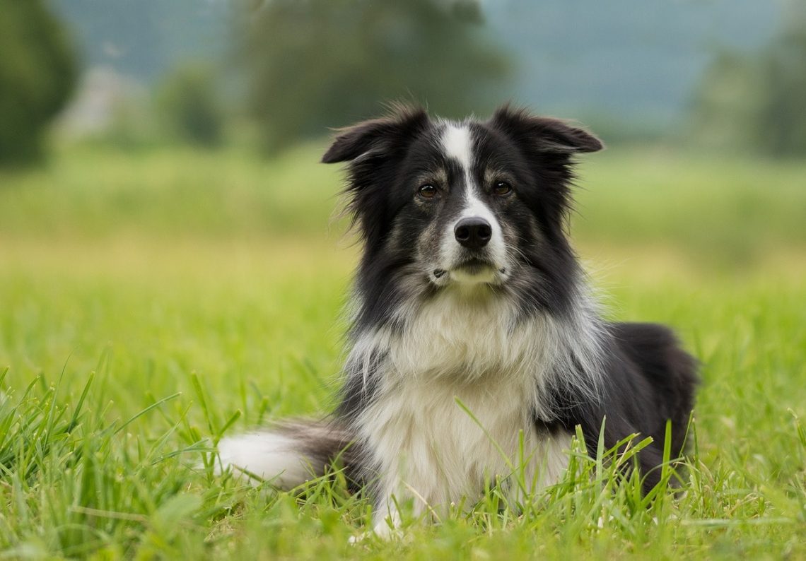 11 Stunning Border Collie Colors (Coat Markings & Pictures)