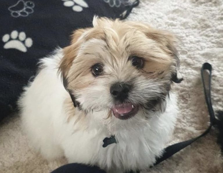 30 Special Shih Tzu Mixes - The Shih Tzu Mix Guide