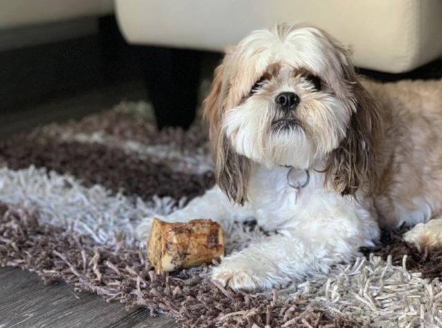 30 Special Shih Tzu Mixes - The Shih Tzu Mix Guide