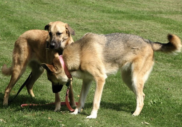 59 Big Dog Breeds: The Complete "Large Dogs" List
