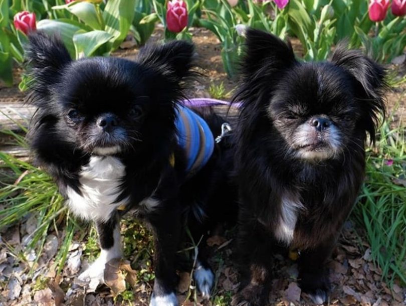 34 Classic Chihuahua Mixes: The Best Chi Hybrids