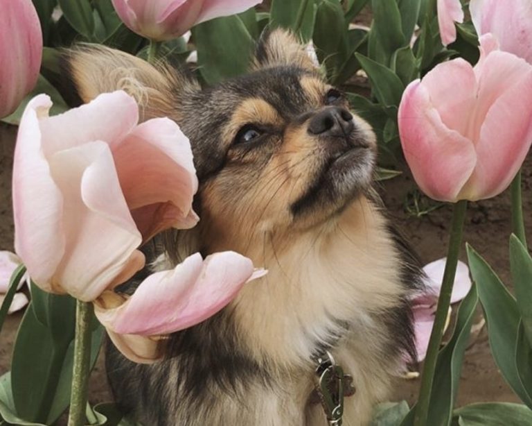 34 Classic Chihuahua Mixes: The Best Chi Hybrids