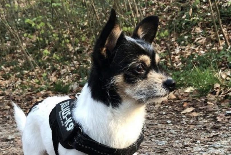 34 Classic Chihuahua Mixes: The Best Chi Hybrids