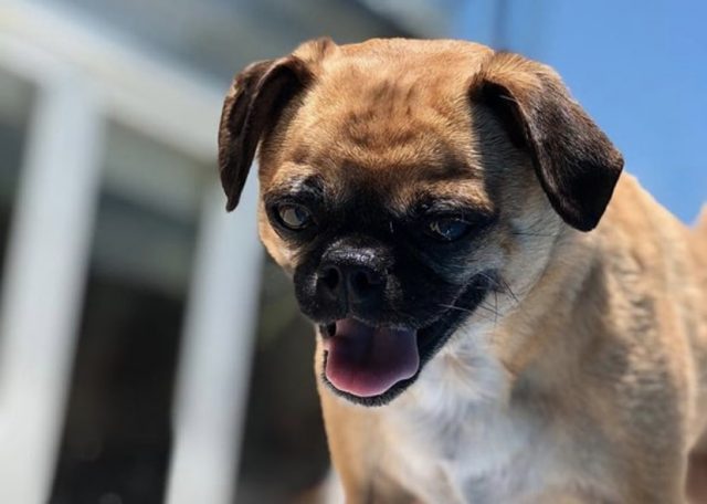 34 Classic Chihuahua Mixes: The Best Chi Hybrids