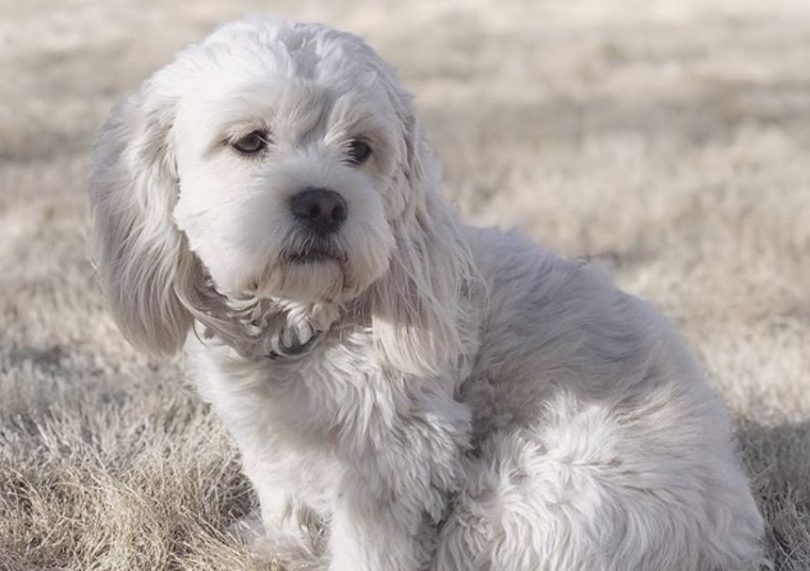 30 Special Shih Tzu Mixes - The Shih Tzu Mix Guide