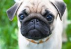 Do Pugs Shed? - The Owner's Guide to Pug Shedding