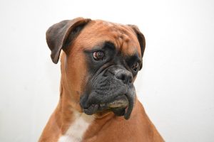 3 Beautiful Boxer Colors - A Guide to Coats & Markings