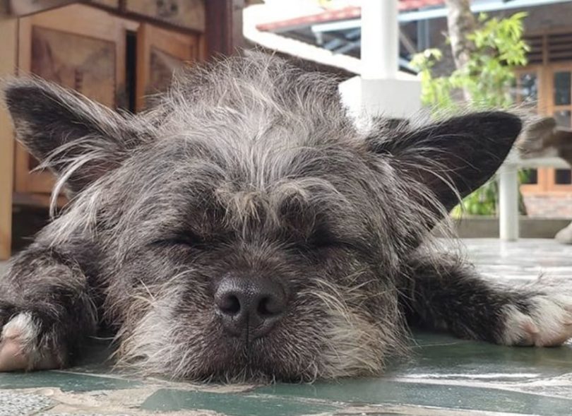 30 Special Shih Tzu Mixes - The Shih Tzu Mix Guide