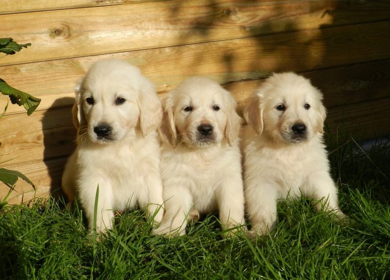 5 Stunning Shades of Golden Retriever Colors (PICTURES)