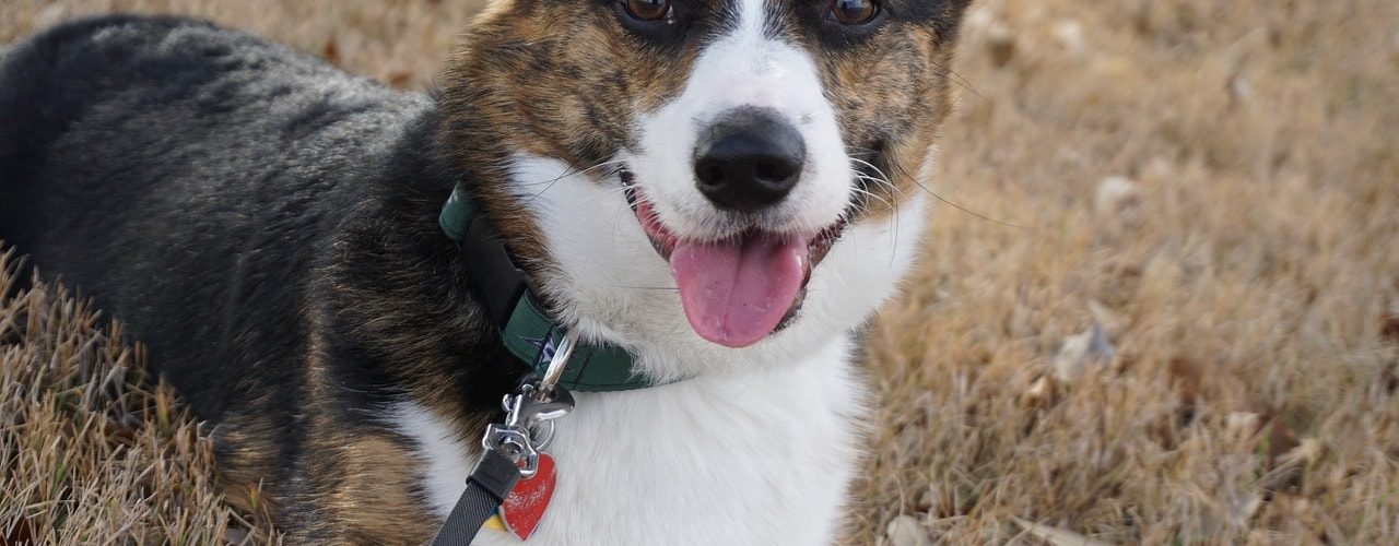 Dog Breed Guides & Interesting Facts | The Smart Canine