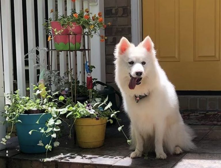 32 Most Handsome Husky Mixes - Find Your Husky Hybrid