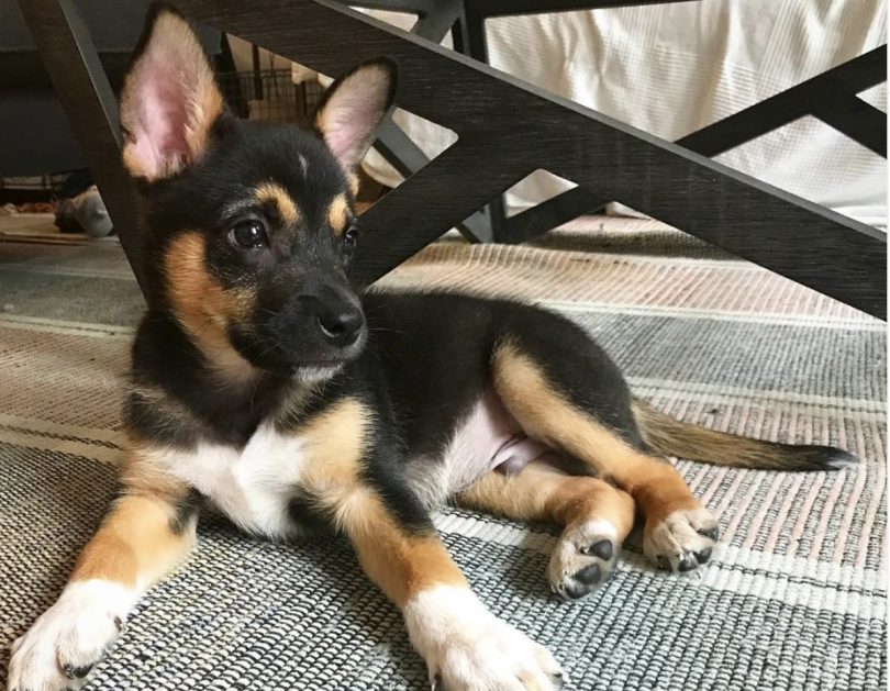 32 Most Handsome Husky Mixes - Find Your Husky Hybrid