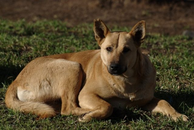 12 Native Australian Dog Breeds (All Dogs of Australia)