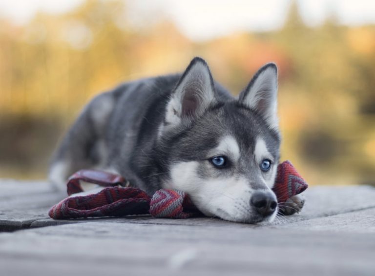 15 Beautiful Blue-Eyed Dog Breed (With Pictures!)