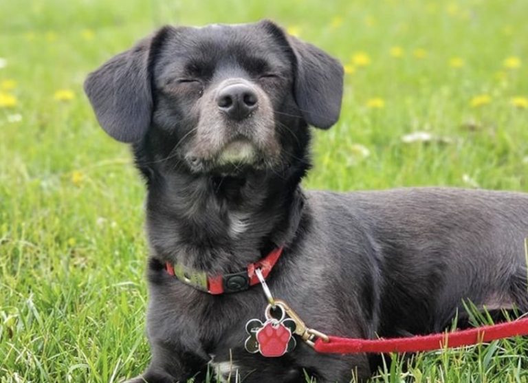 34 Classic Chihuahua Mixes: The Best Chi Hybrids